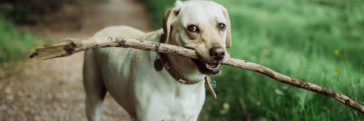 Home - Jax's Labrador Retriever Rescue