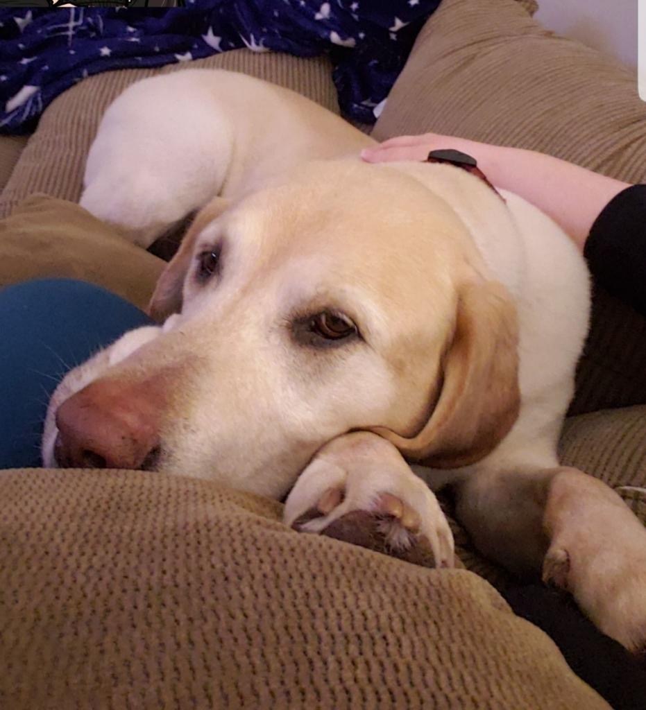 Home - Jax's Labrador Retriever Rescue