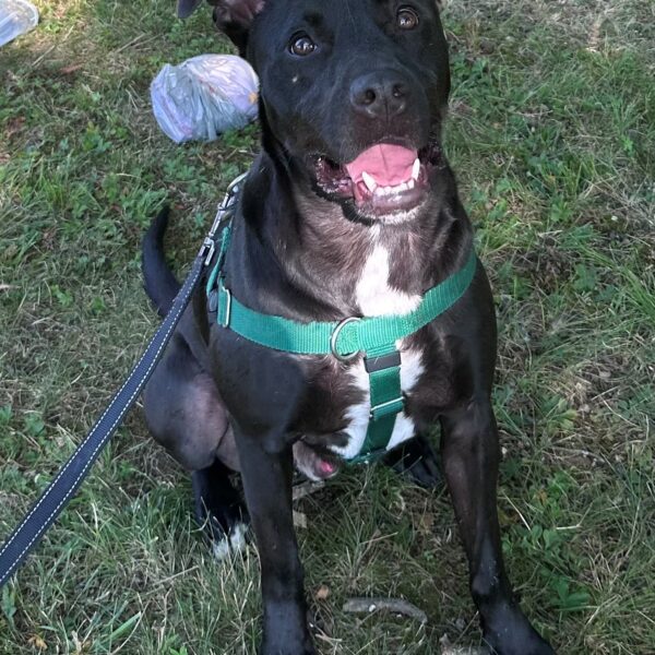 Adoptable Dogs | Jax’s Labrador Retriever Rescue