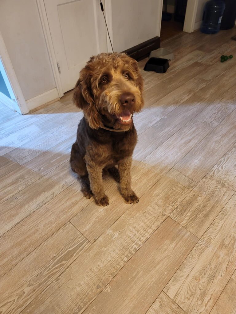 Adoptable Dogs | Jax’s Labrador Retriever Rescue