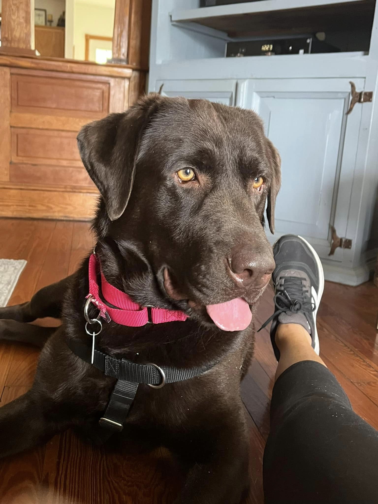 Adoptable Dogs | Jax’s Labrador Retriever Rescue